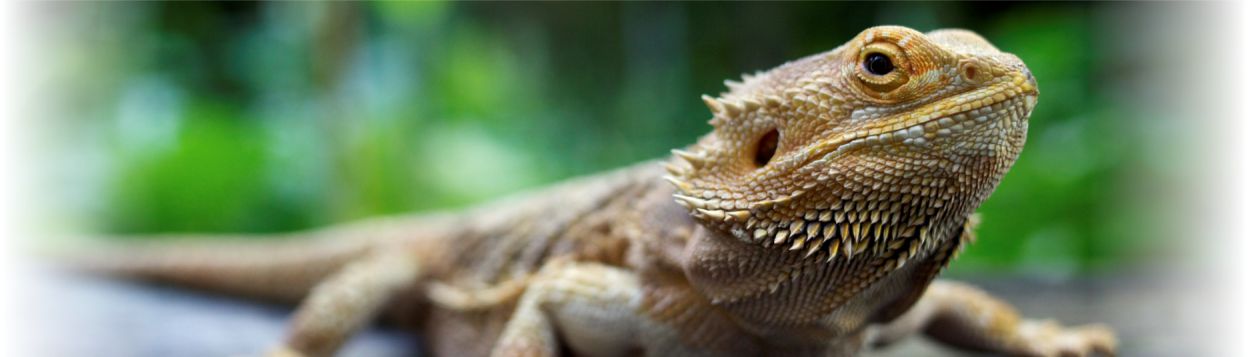 Vivariums – Water World Pet & Aquatic Centre