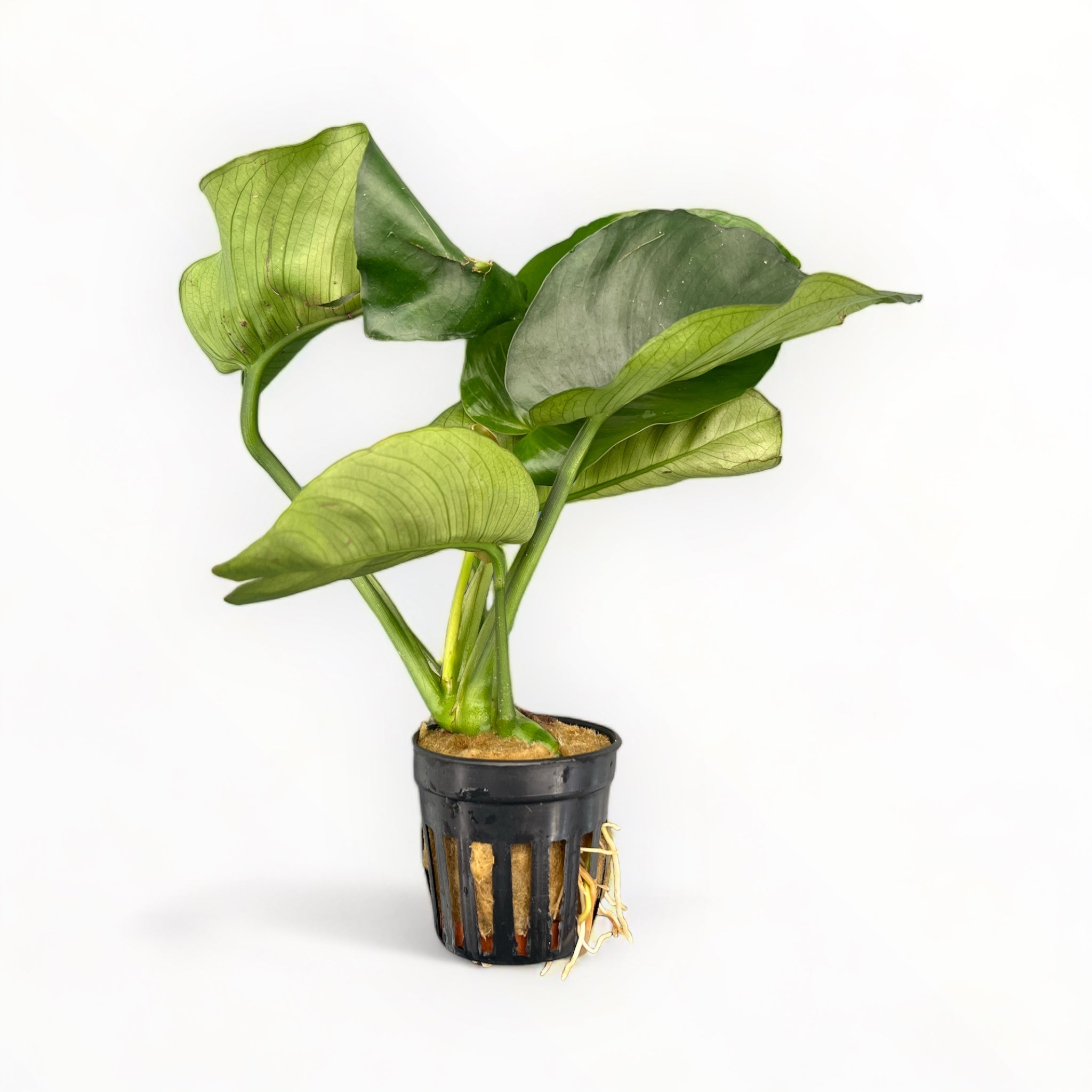 Broadleaf Anubias (Anubias Barteri) – Water World Pet & Aquatic Centre