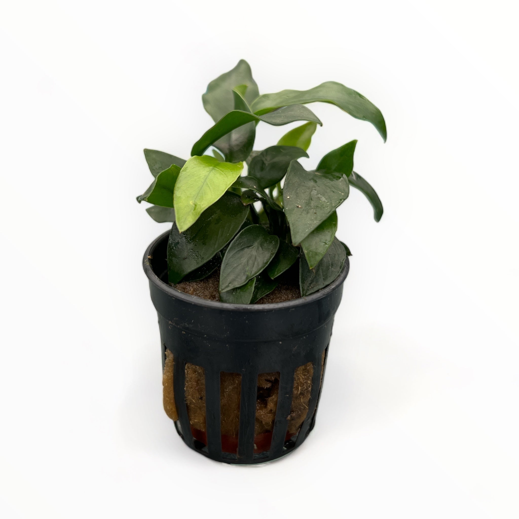 Mini Anubias (Anubias Mini) – Water World Pet & Aquatic Centre