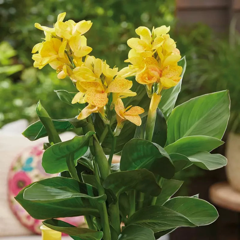Indian Shot Plant (Canna Happy Emily) – Water World Pet & Aquatic Centre