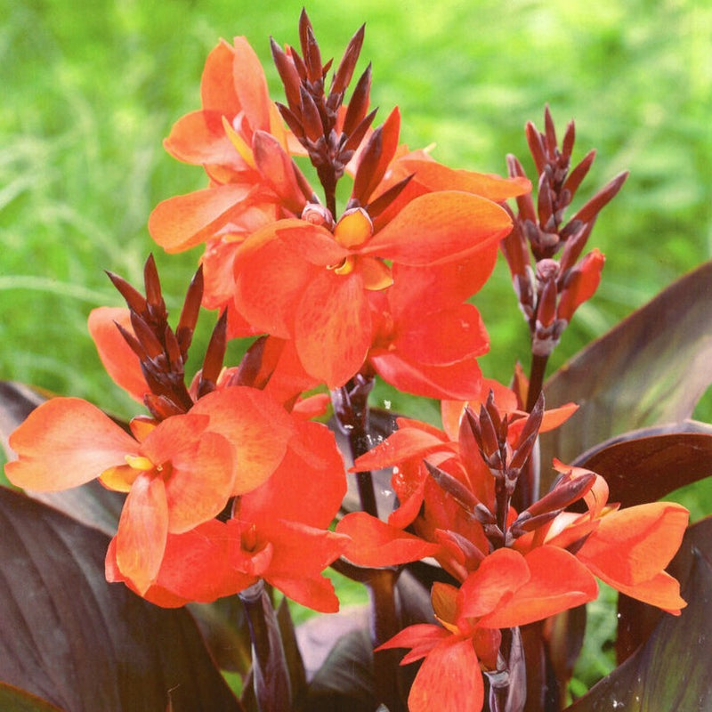 Indian Shot Plant (Canna Happy Julia) – Water World Pet & Aquatic Centre